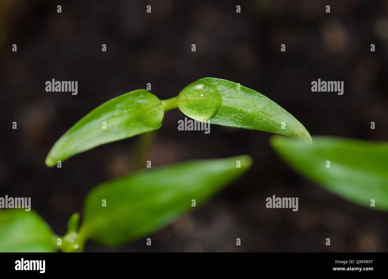 Green tomato seedling with dew water drop Stock Photo - Alamy
