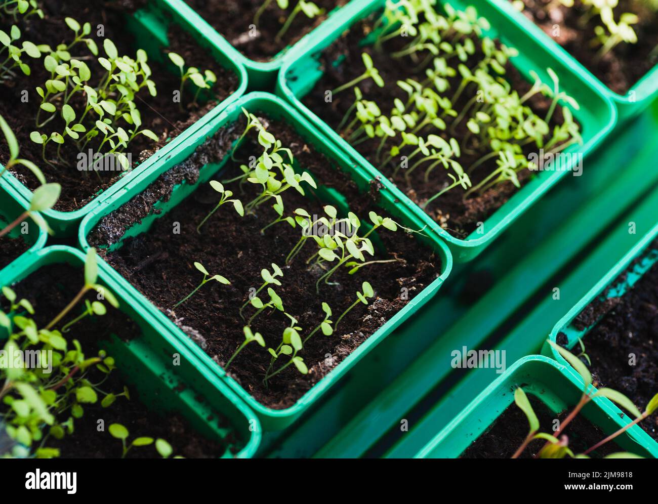 Small tomato seedling. new green seedlings in box Stock Photo - Alamy