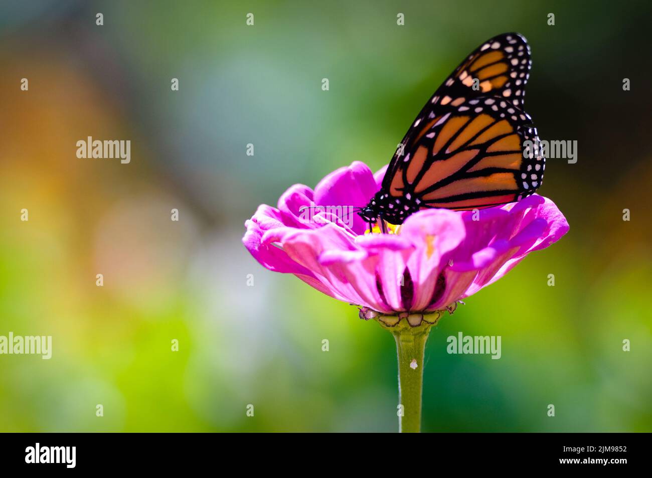 Monarch purple hi-res stock photography and images - Alamy