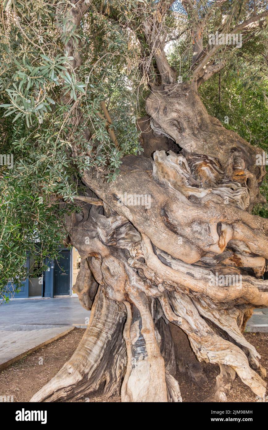 Ancient Olive Tree (Olea europaea) Palma Majorca Stock Photo - Alamy