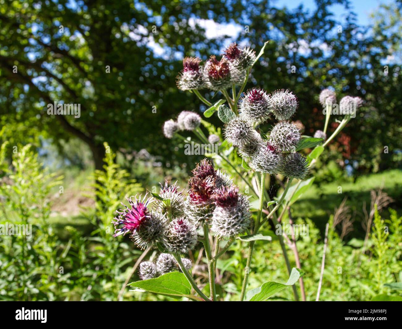 Burdock root with sharp flowers and green leaves in a vibrant summer ...