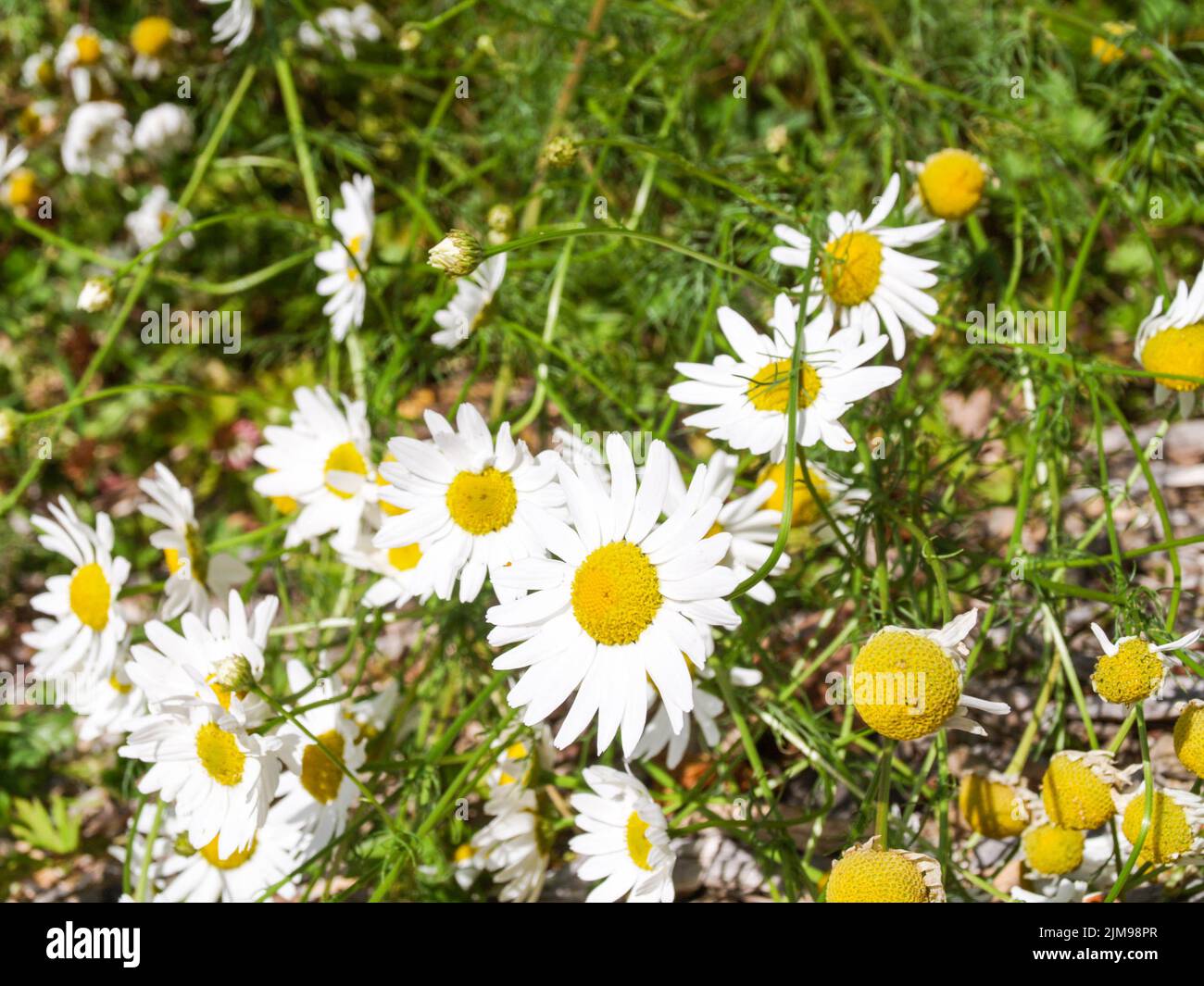 Beautiful Chamomil flowers with green grass, yellow and white flower ...
