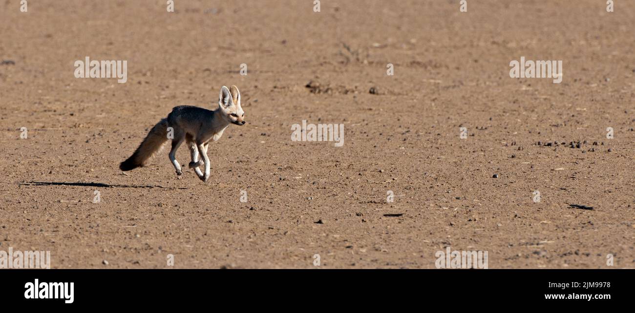 Cape fox (Vulpes chama) Kgalagadi Transfortier Park, South Africa. jpg ...