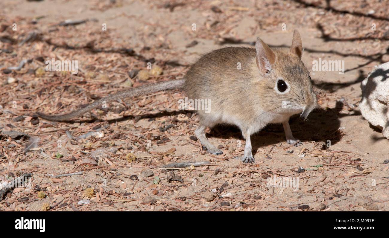 Bushveld elephant shrew hi-res stock photography and images - Alamy