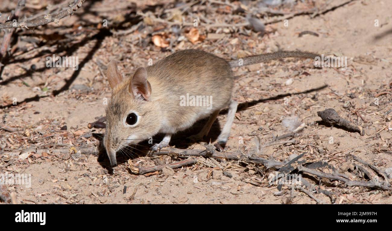Bushveld Elephant Shrew ( Elephantulus intufi ) Kgalagadi Transfrontier ...