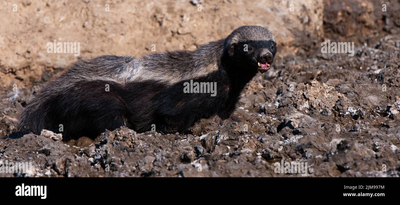 Honey Badger (Mellivora capensis) Kgalagadi Transfortier Park, South ...