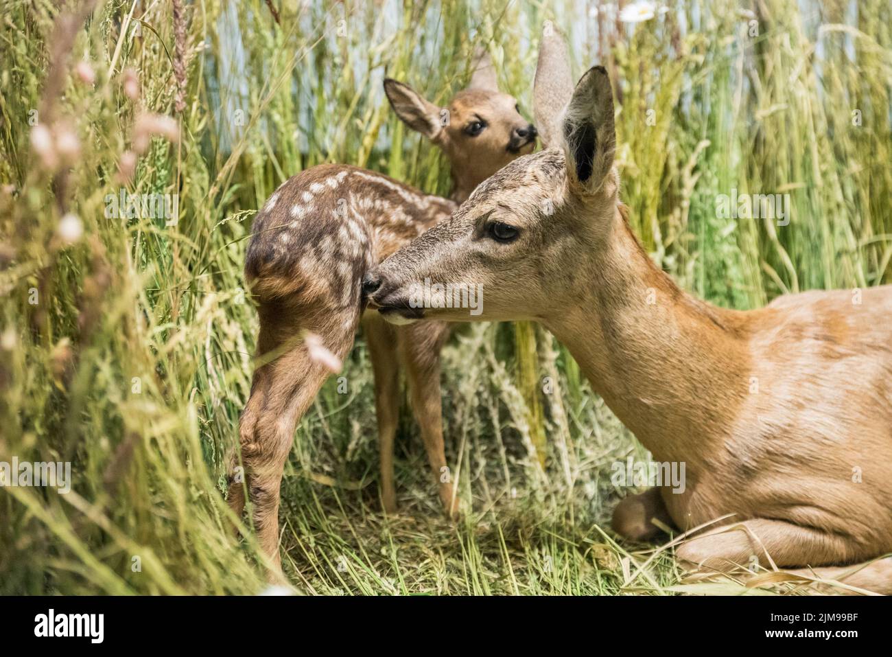 Common deer family forest hi-res stock photography and images - Alamy