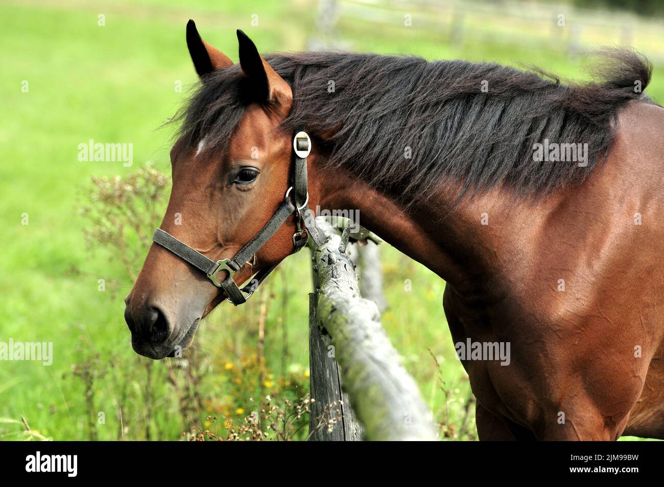 animal, beautiful, biting, chewing, countryside, domestic, environment ...