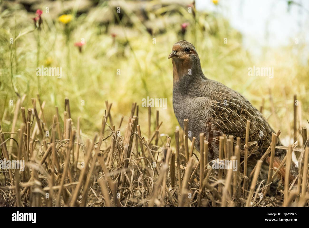 Partridge field hi-res stock photography and images - Alamy