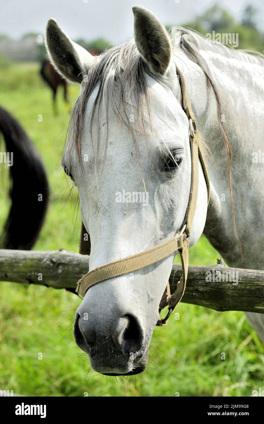 animal, beautiful, biting, chewing, countryside, domestic, environment ...