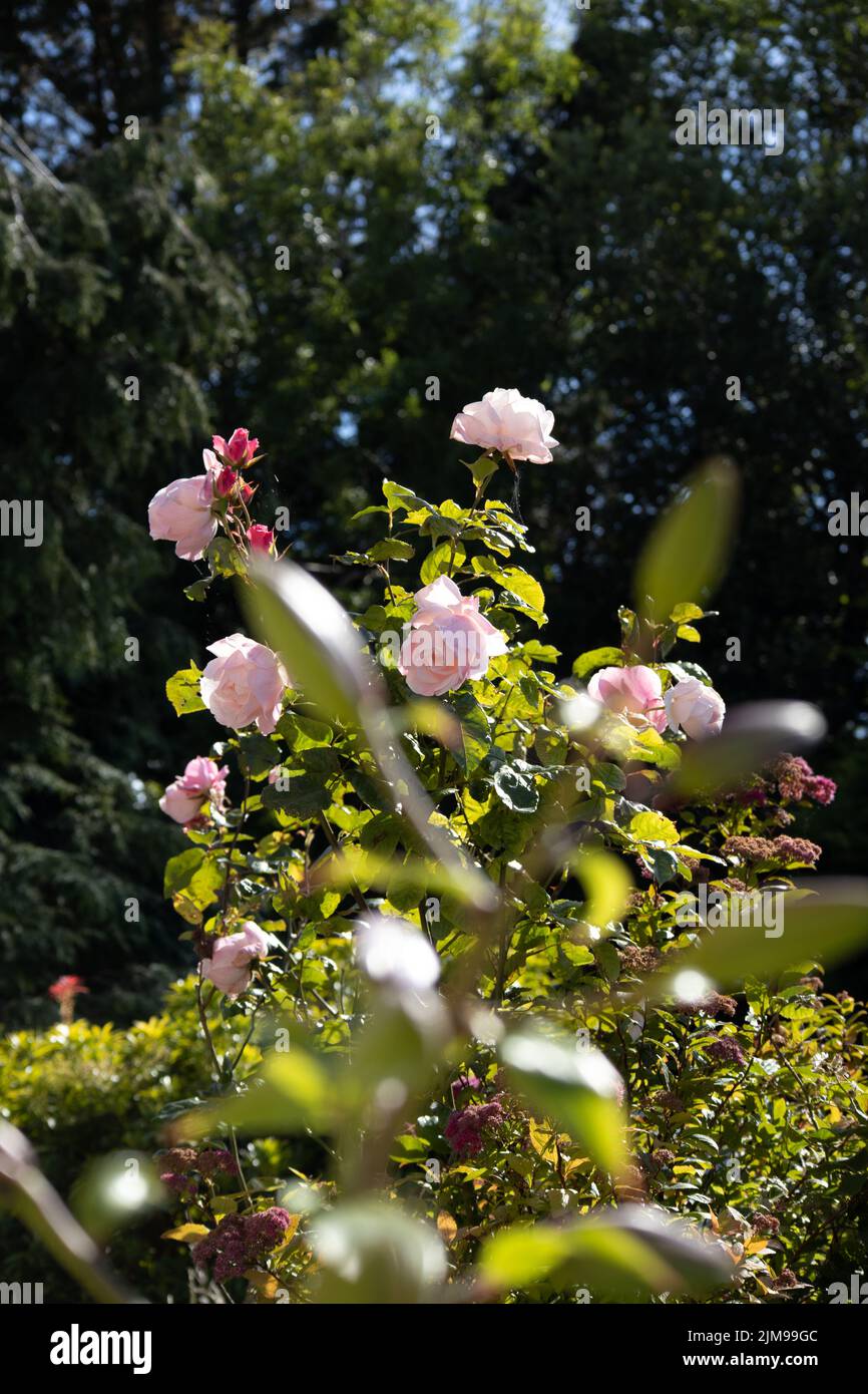 Bush of Roses Stock Photo - Alamy