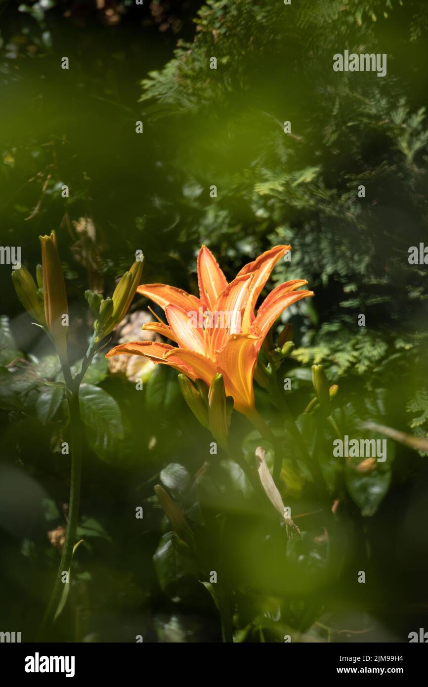 Lily Through Tree Leaves Stock Photo - Alamy
