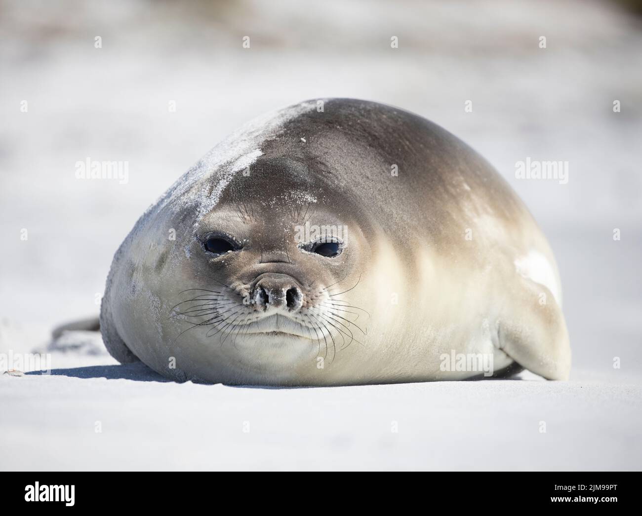 The southern elephant seal (Mirounga leonina) is the largest of the ...
