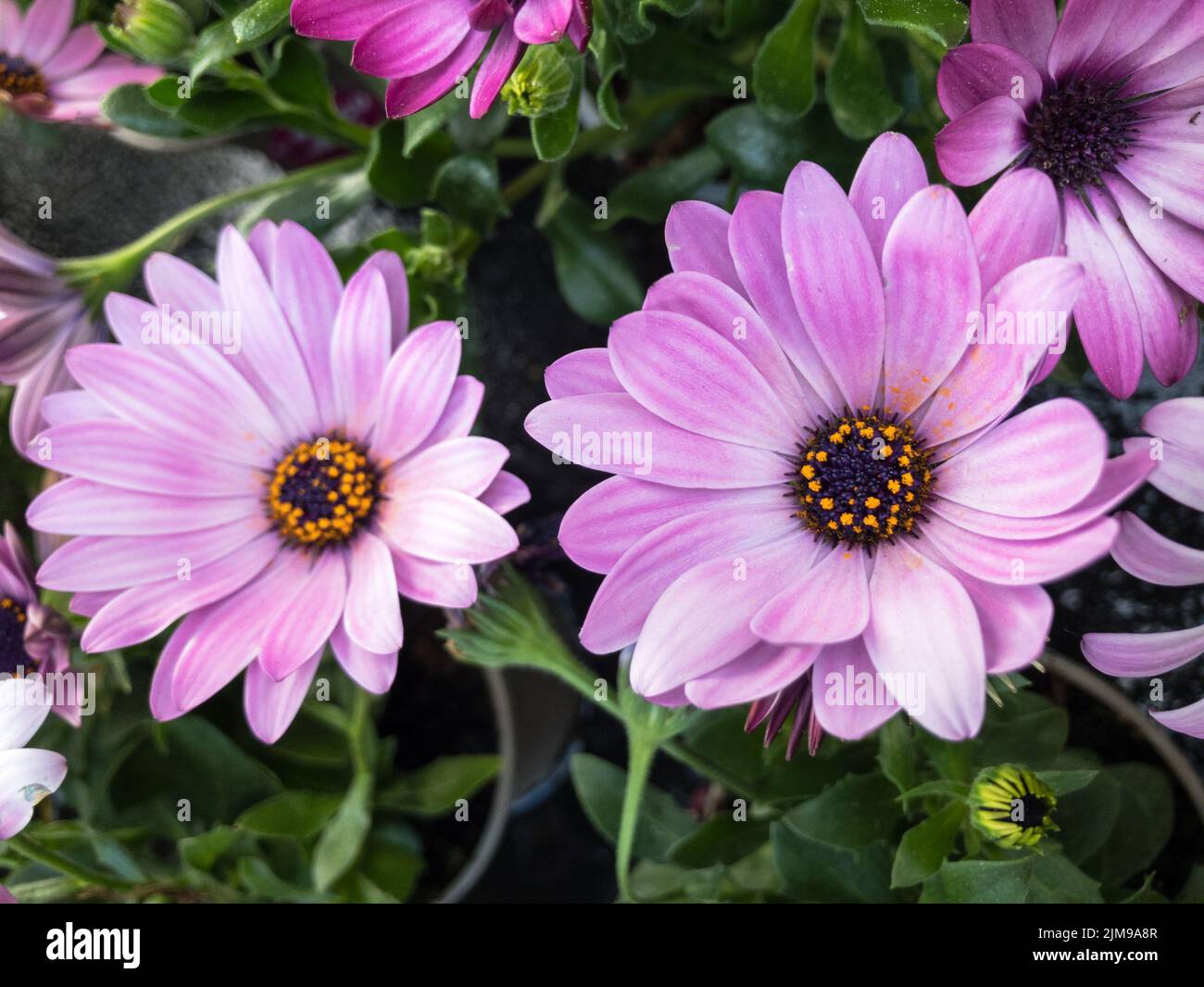 Top view dimorphotheca ecklonis known hi-res stock photography and ...