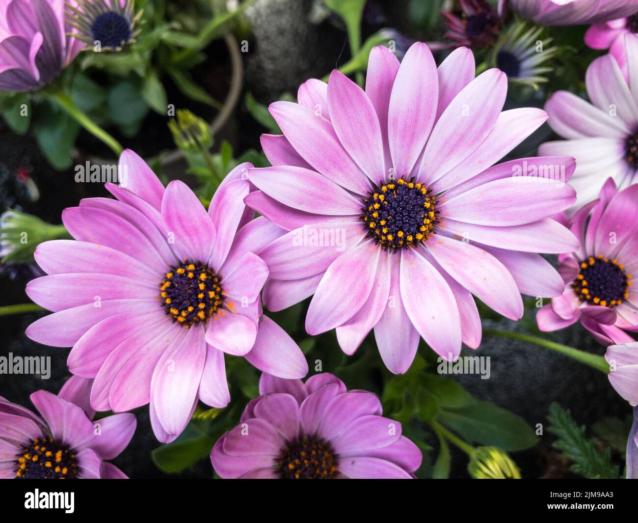 Top view dimorphotheca ecklonis known hi-res stock photography and ...