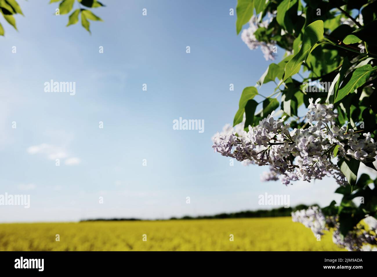 Natural frame hi-res stock photography and images - Alamy