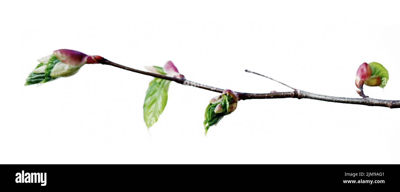 Spring leaves on a white background Stock Photo - Alamy