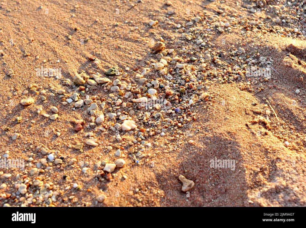 Sea shells on sand Stock Photo - Alamy
