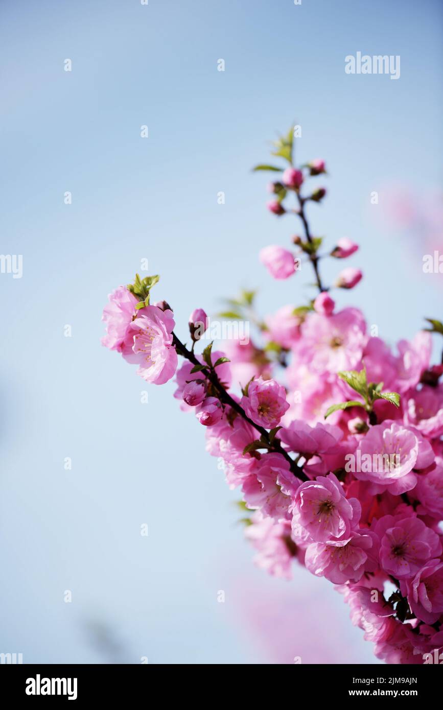 Pink sakura hi-res stock photography and images - Alamy