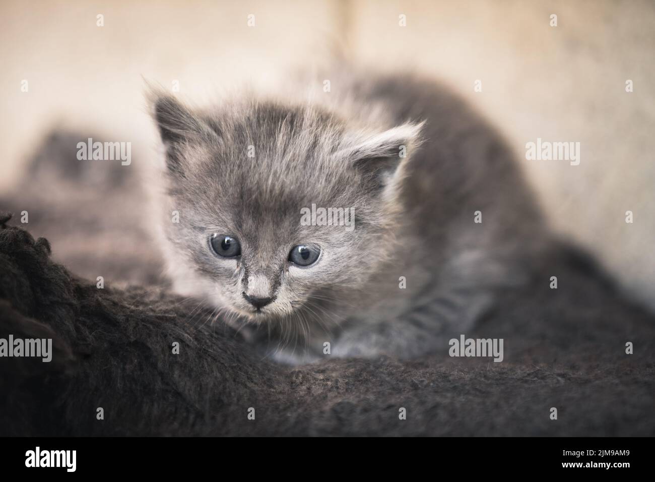 Grey feline hi-res stock photography and images - Alamy