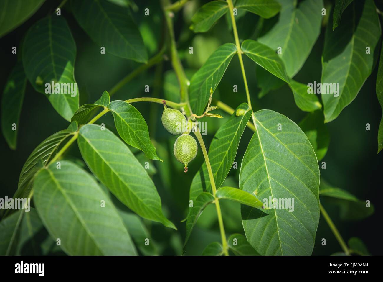 In the walnut tree hi-res stock photography and images - Alamy