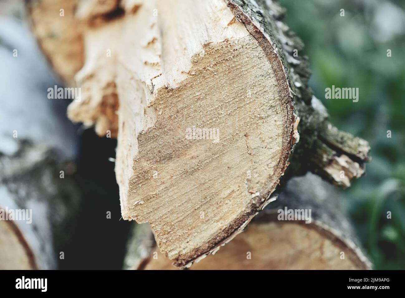 Cutted down tree hi-res stock photography and images - Alamy