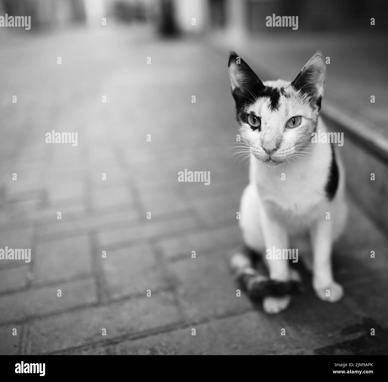 Lonely cat hi-res stock photography and images - Alamy