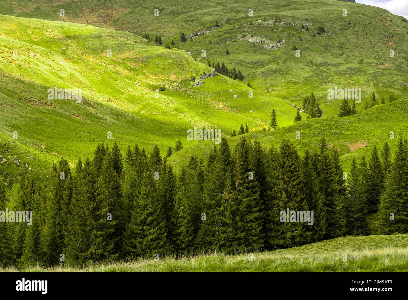 Pine tree on Carpathian Mountains in Romania Stock Photo - Alamy