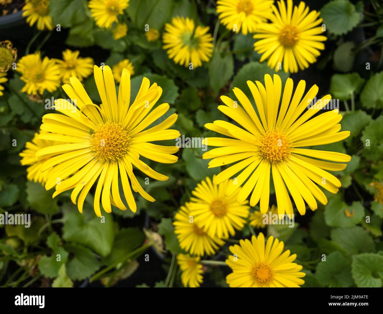 Leopard bane hi-res stock photography and images - Alamy