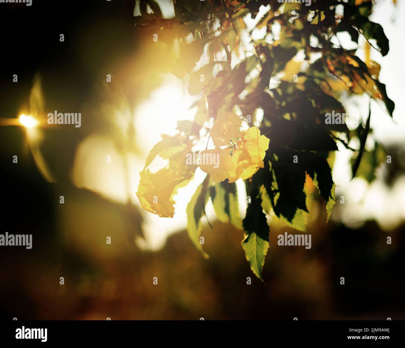 Yellow backlit hi-res stock photography and images - Alamy