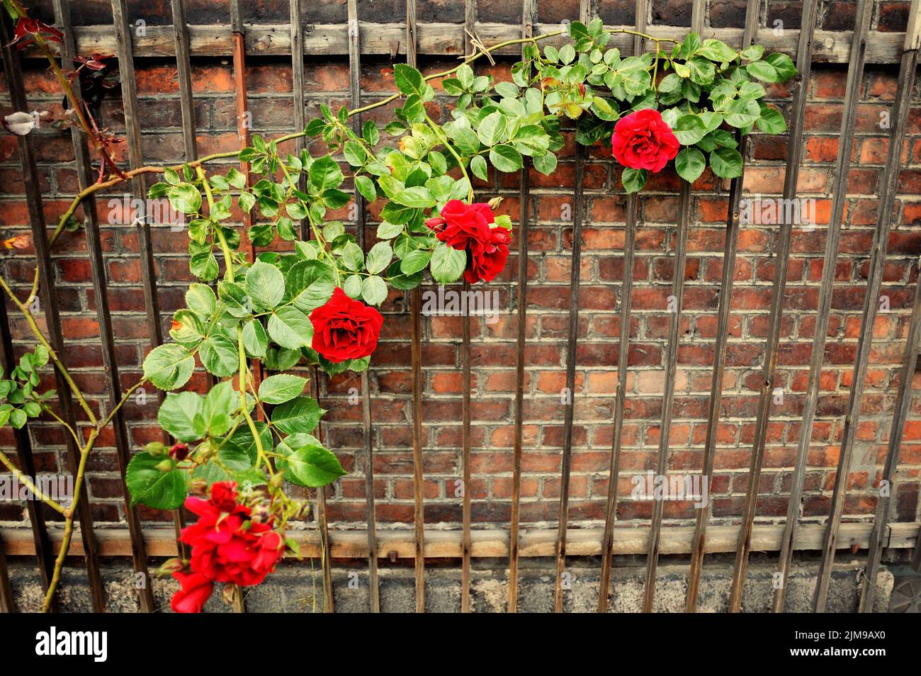 Classic beautiful garden roses hi-res stock photography and images - Alamy