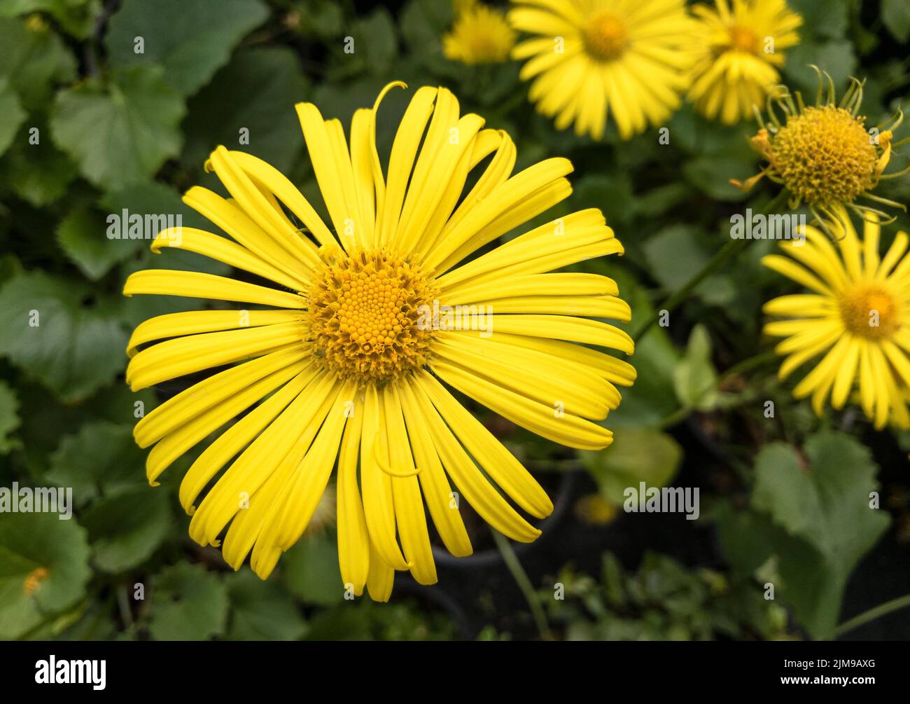 Leopard bane hi-res stock photography and images - Alamy