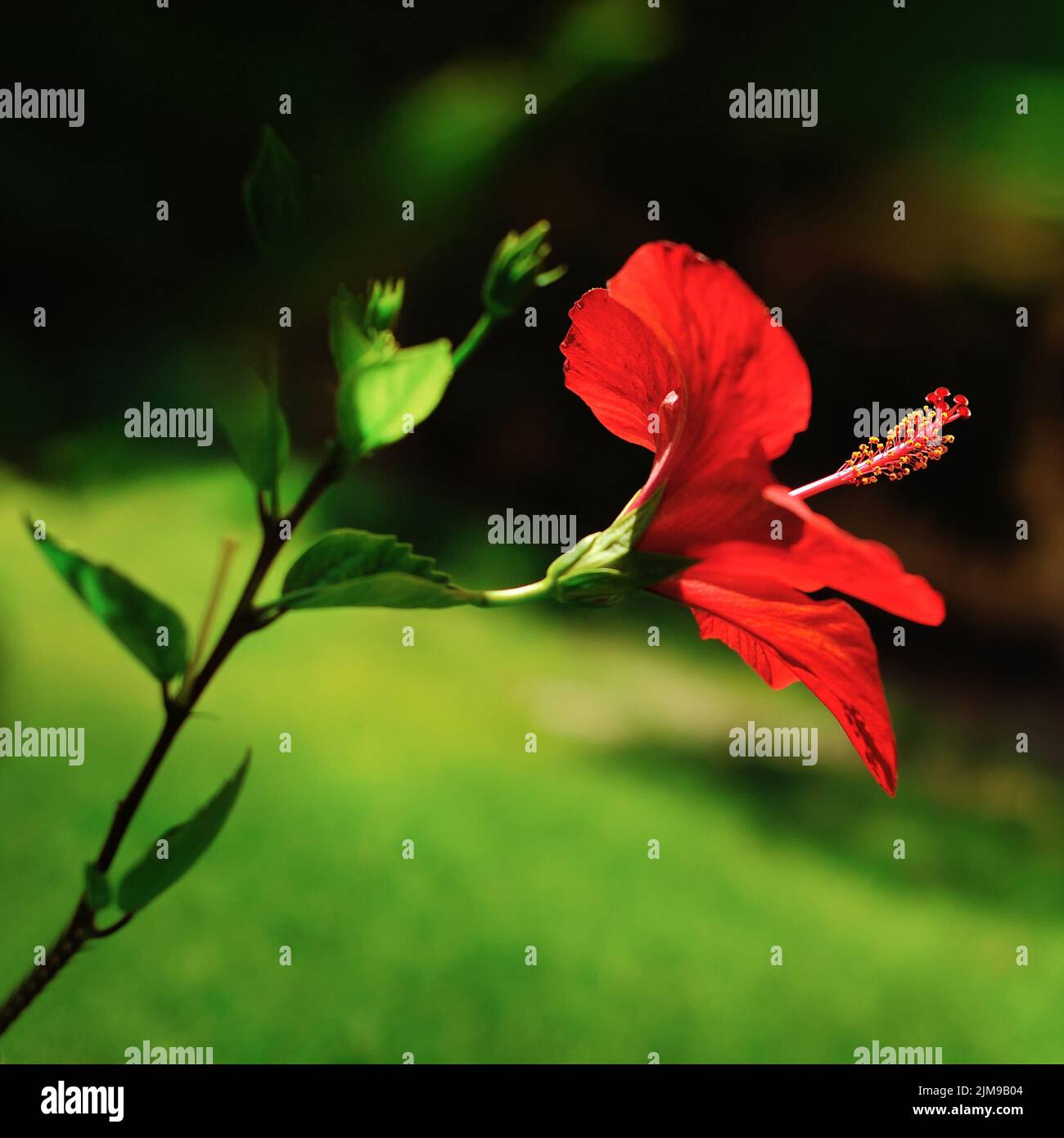 Tranquilred hi-res stock photography and images - Alamy