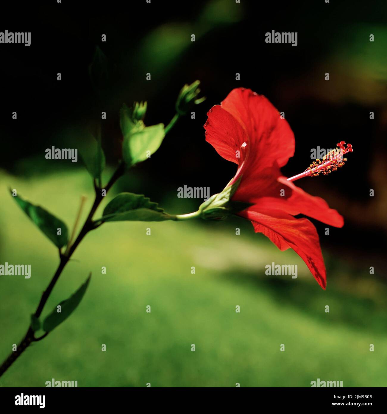 Tranquilred hi-res stock photography and images - Alamy