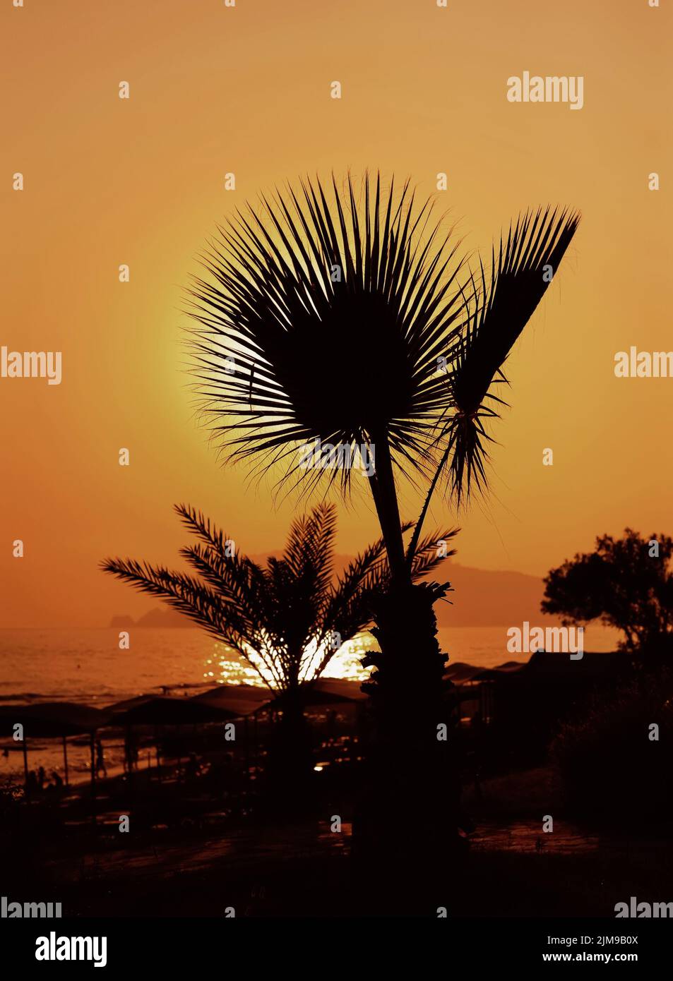 Sunset over palm tree Stock Photo - Alamy
