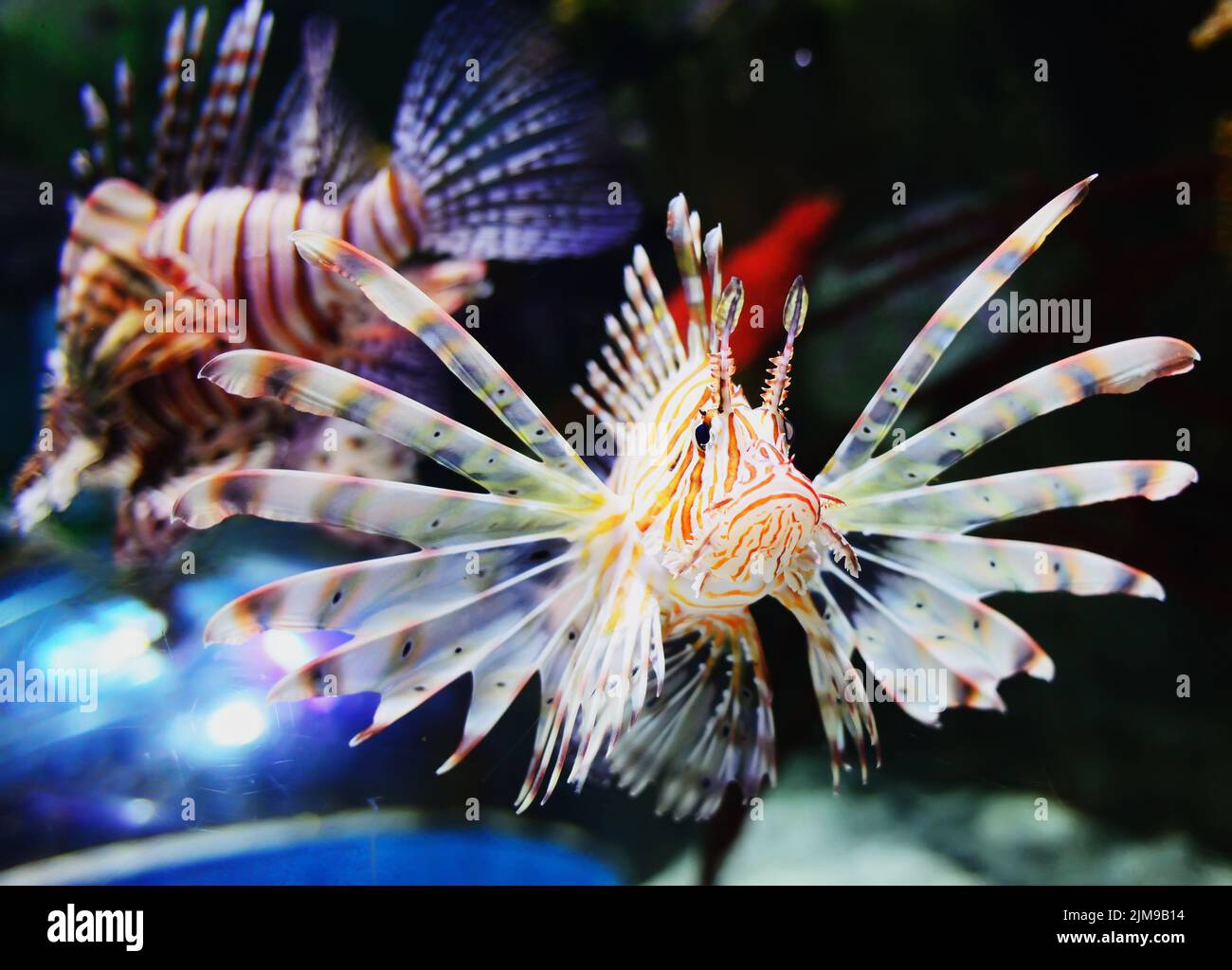 Tropical fish in sea Stock Photo - Alamy