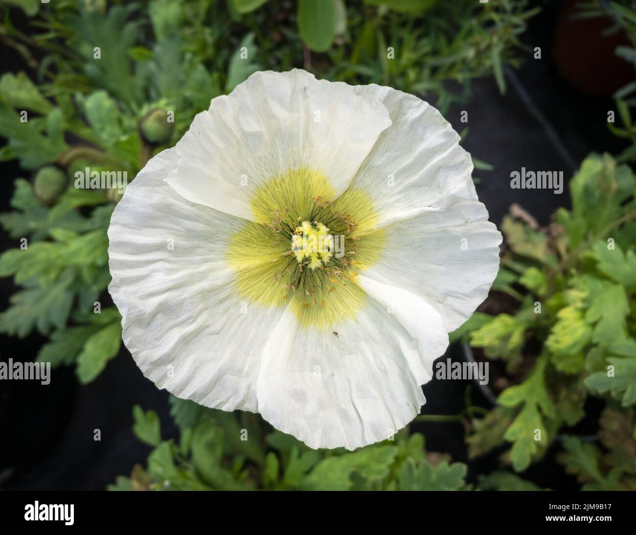 Argemone flower, known as prickly poppies Stock Photo - Alamy