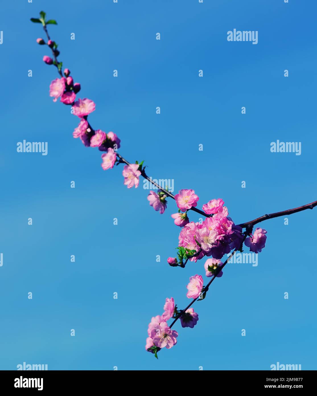 Gorgeous blooming hi-res stock photography and images - Alamy