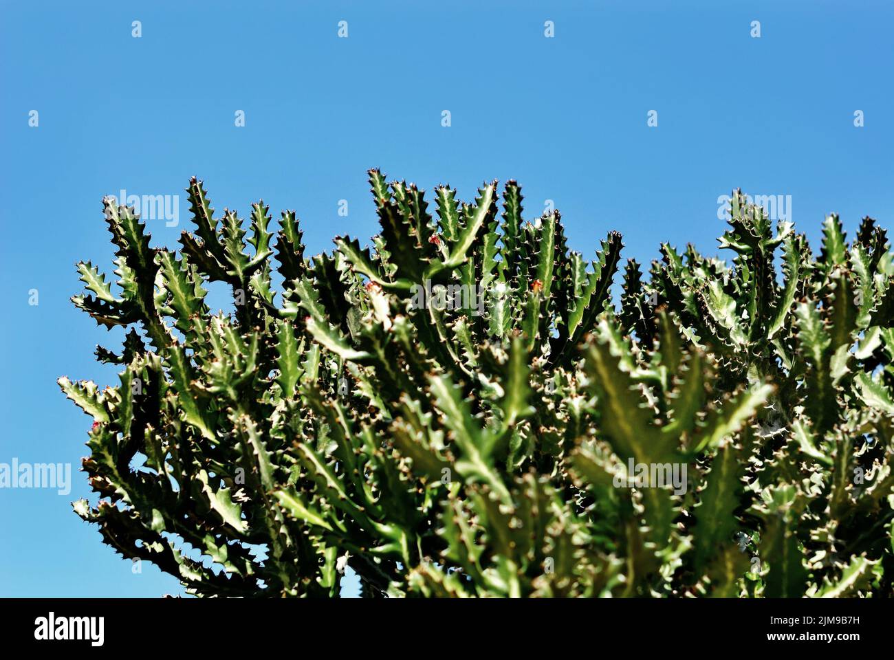 Horizontal cactus hi-res stock photography and images - Alamy