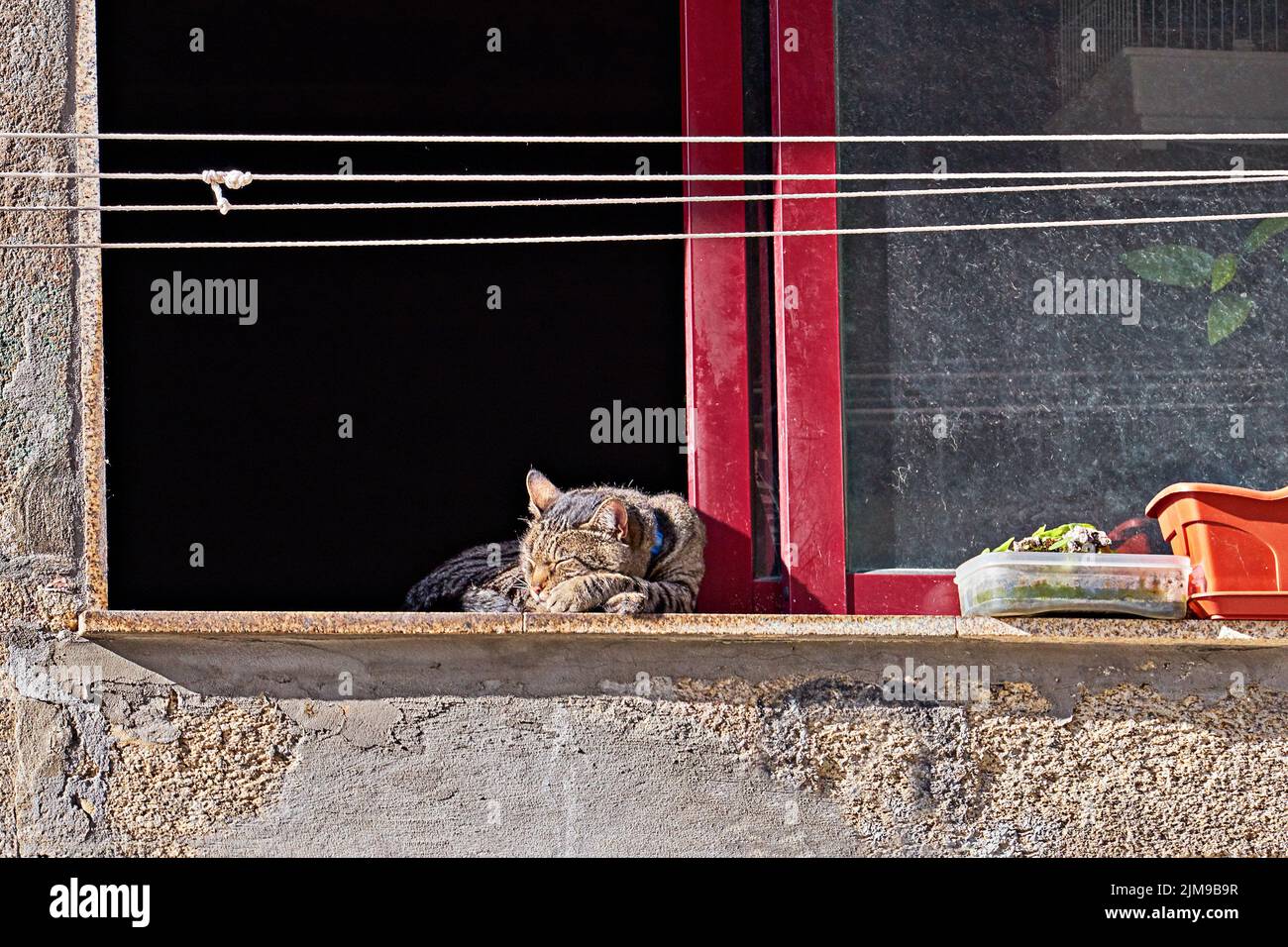 Tabby cat sleeping on windowsill and sunbathe during quarantine of ...