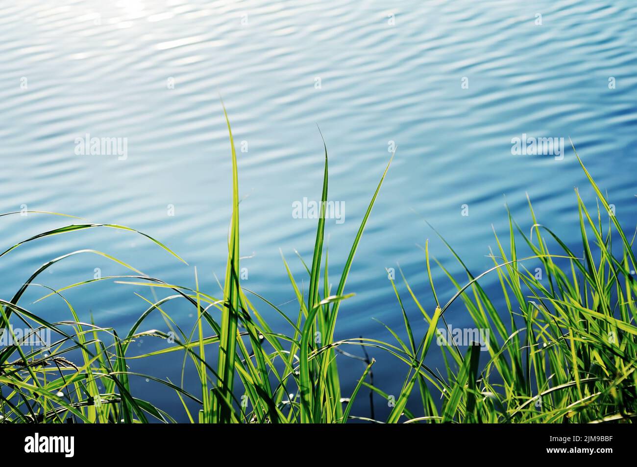 Grass growing at the shore Stock Photo - Alamy