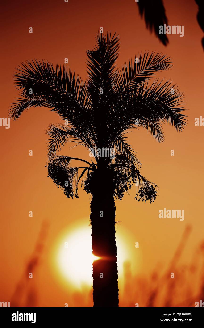 Sunset with palm tree hi-res stock photography and images - Alamy