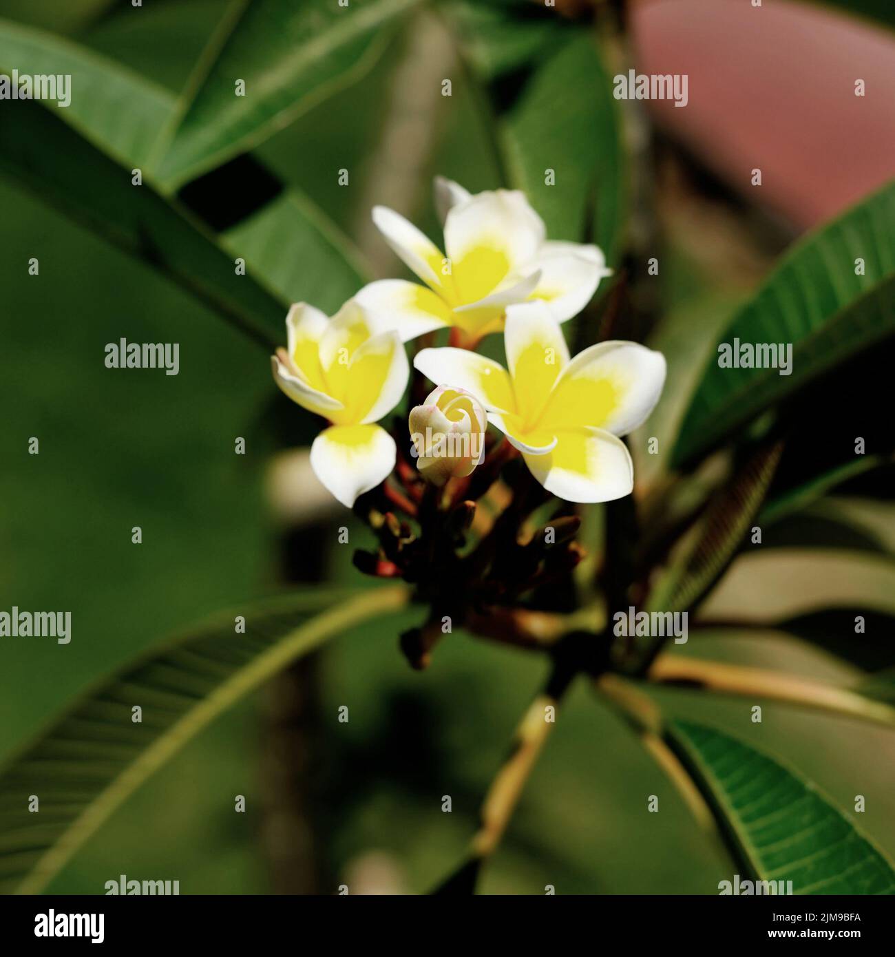Yellow and white flower hi-res stock photography and images - Alamy