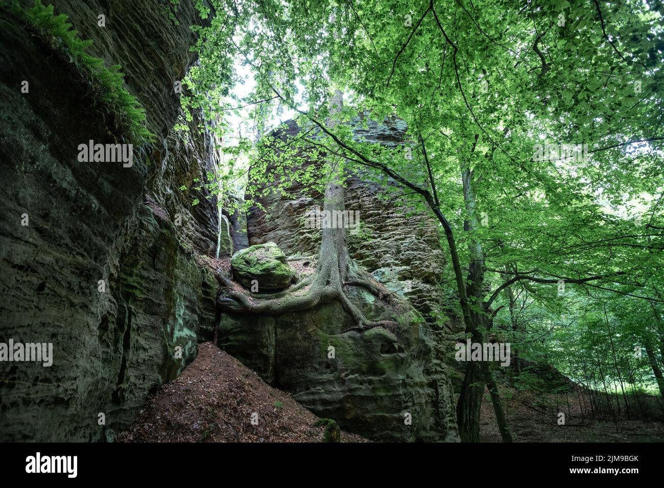 Tree with roots in the sandstone rock formations in Bohemian ...