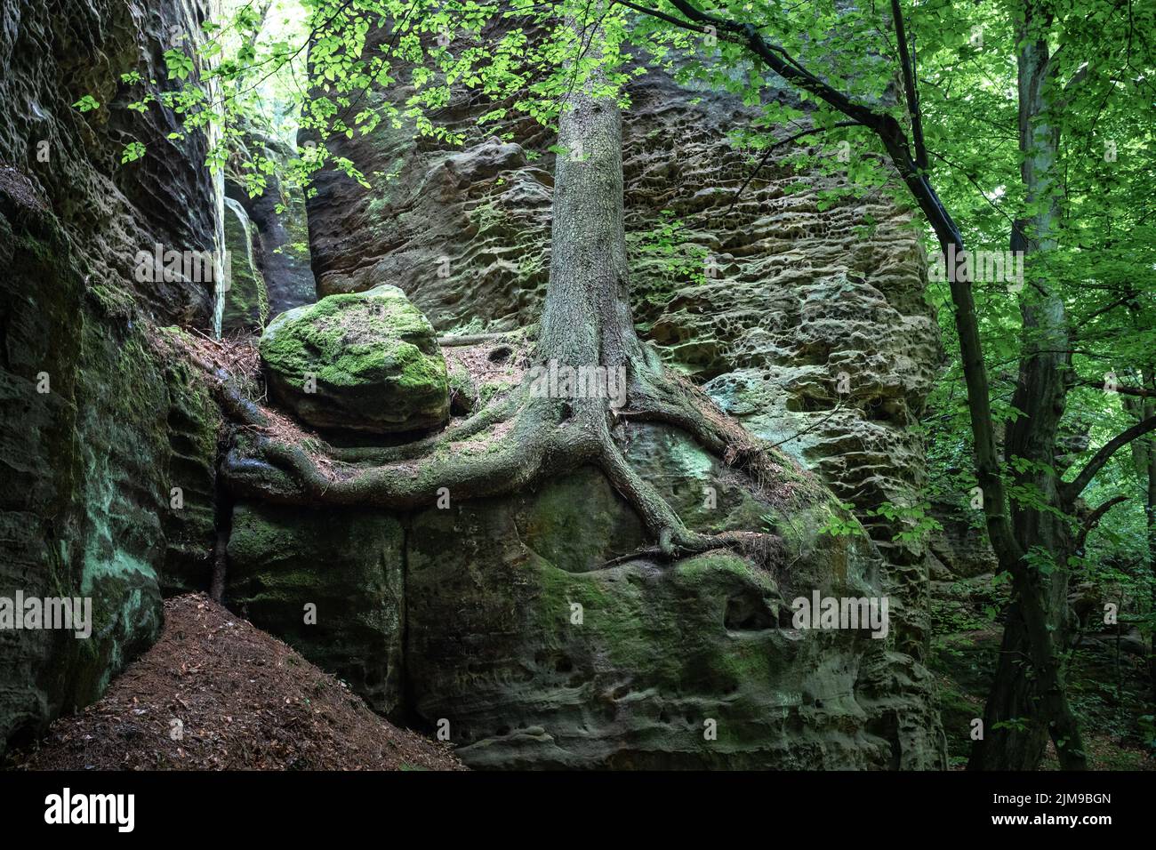 Tree with roots in the sandstone rock formations in Bohemian ...