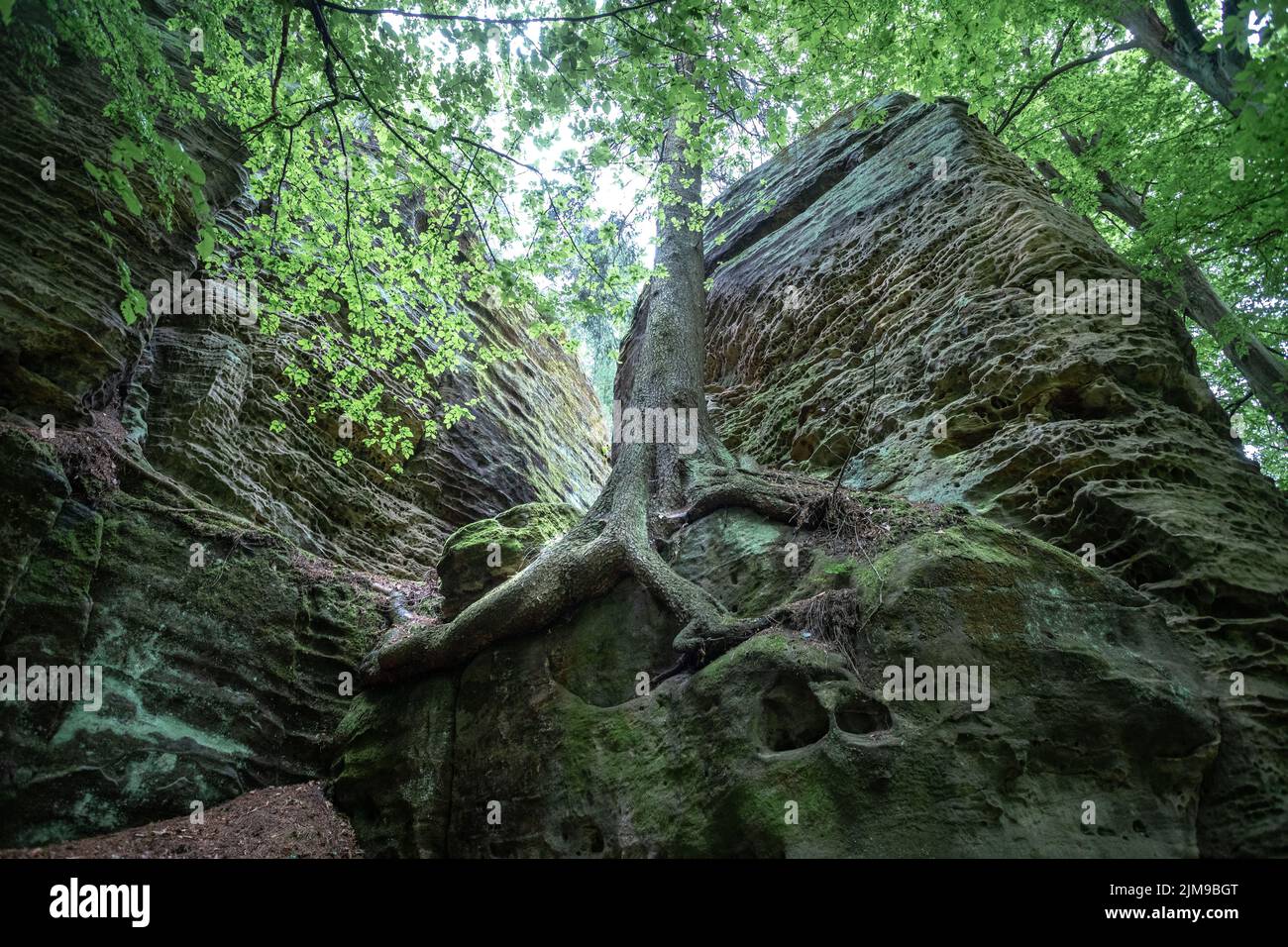 Tree roots rock hi-res stock photography and images - Alamy