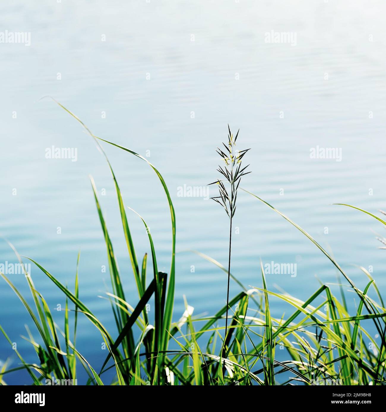 Grass growing at the shore Stock Photo - Alamy