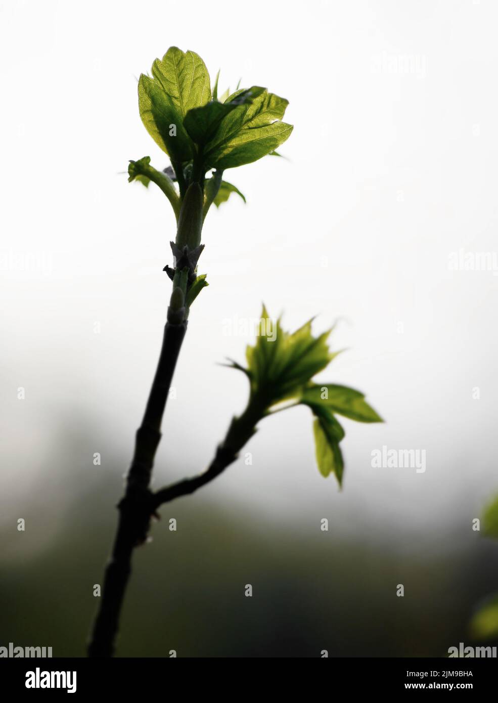 Spring leaves hi-res stock photography and images - Alamy