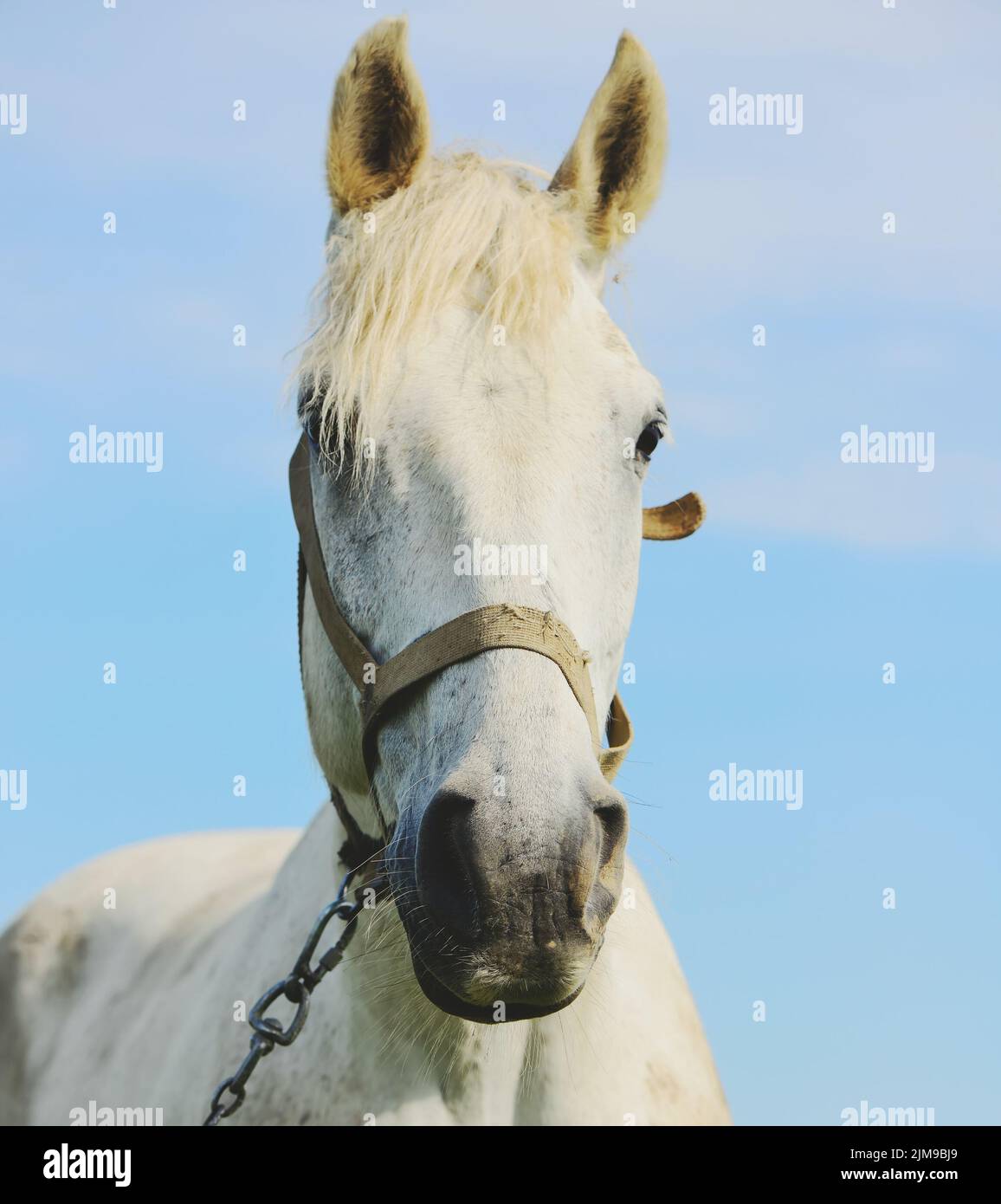 Outside horse hi-res stock photography and images - Alamy