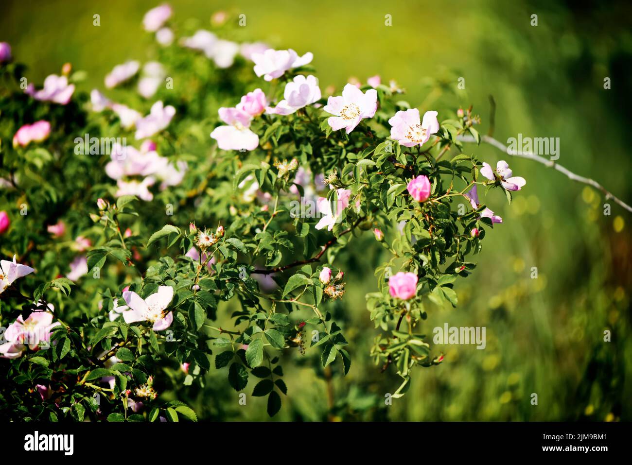 Bed white pink flowers hi-res stock photography and images - Alamy